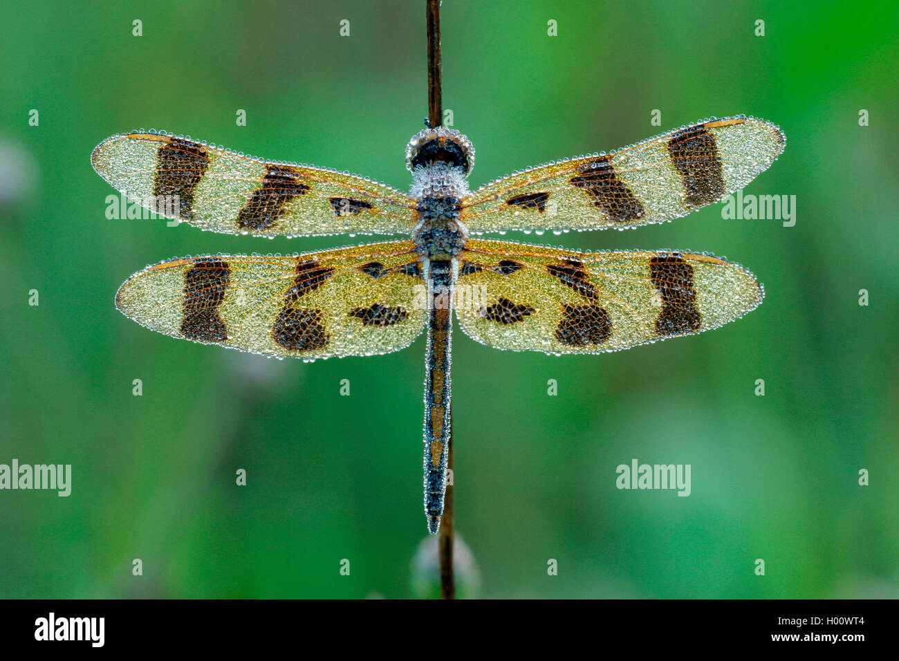 Dragonfly (Odonata), covered with dew drops, USA, Michigan Stock Photo ...