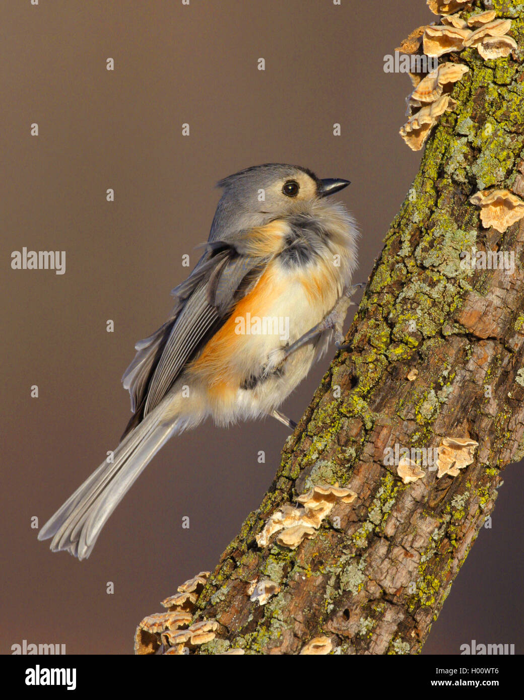 Tufted titmouse (Baeolophus bicolor), on a branch covered with lichens ...