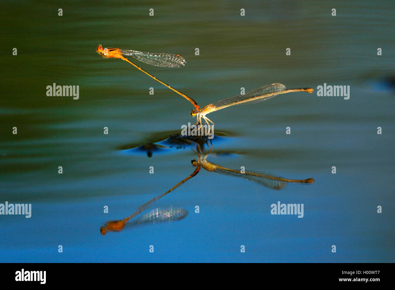 Dragonfly (Odonata), tandem at water surface, USA, Michigan Stock Photo ...