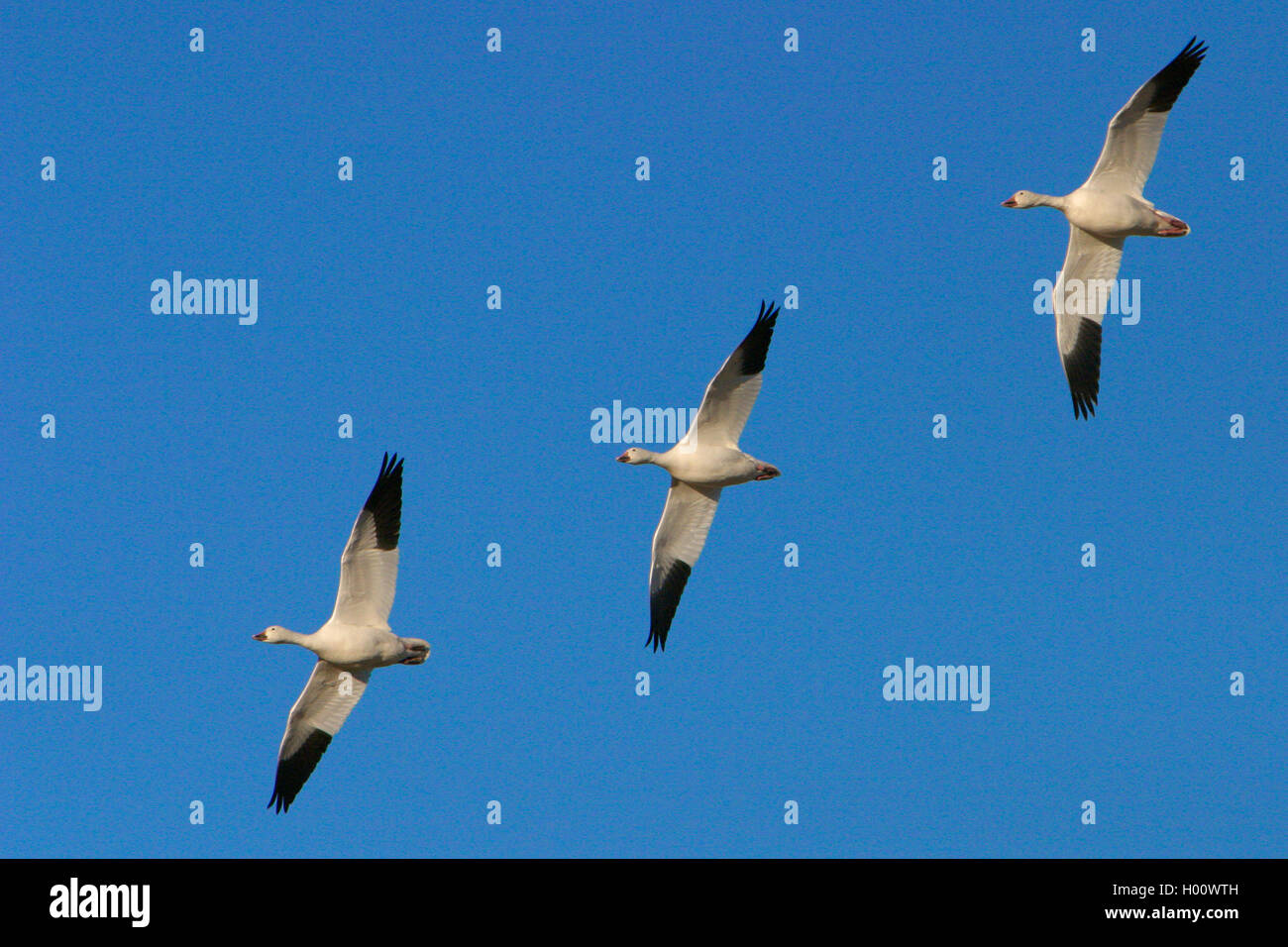 Schneegaense hi-res stock photography and images - Alamy