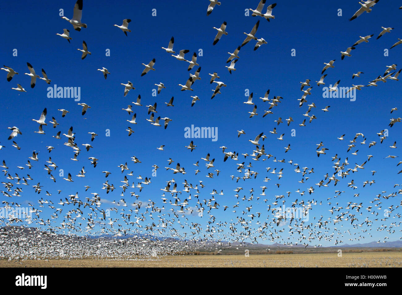 Schneegans, Schnee-Gans (Anser caerulescens, Chen caerulescens ...
