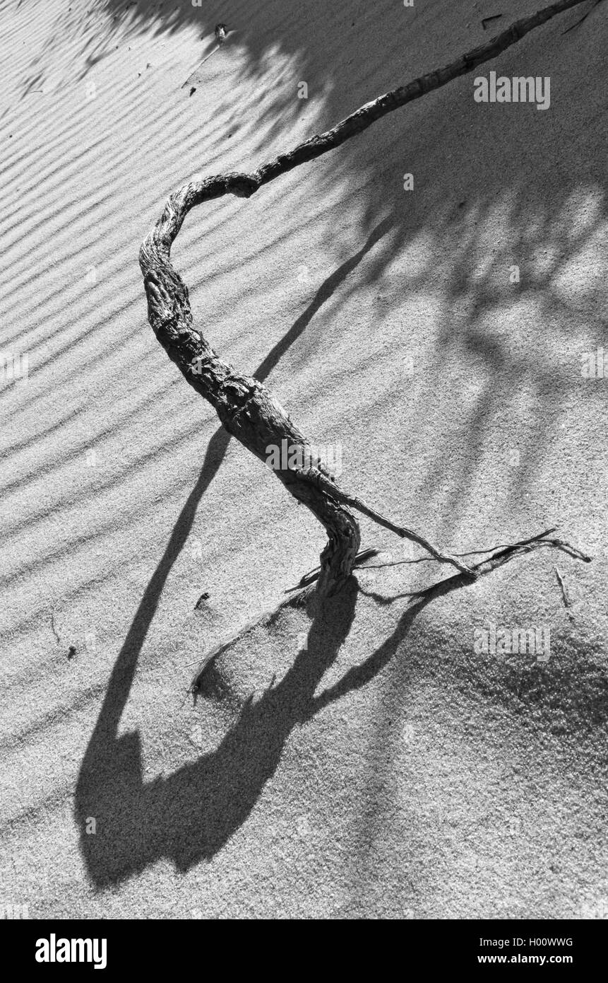 Infinity symbol created by the shadow effect of a root, in a beach dune ...