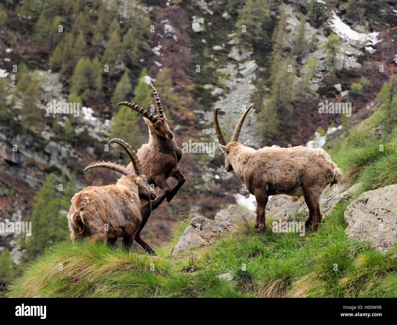 Alpine ibex (Capra ibex, Capra ibex ibex), ibexes in plyful fights at ...