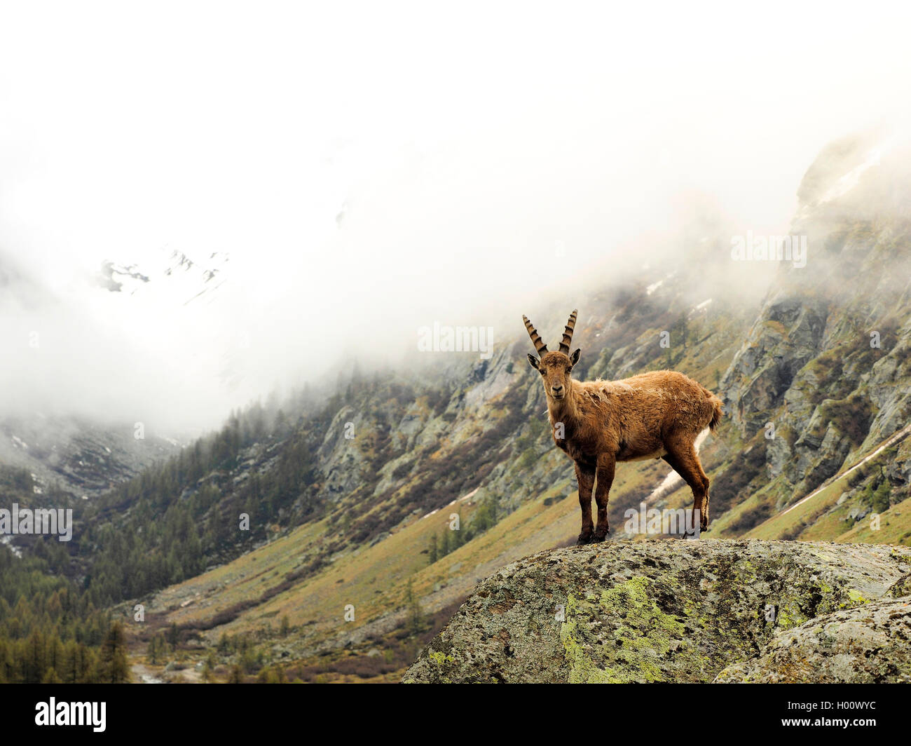 Steinwild Stock Photos & Steinwild Stock Images - Alamy