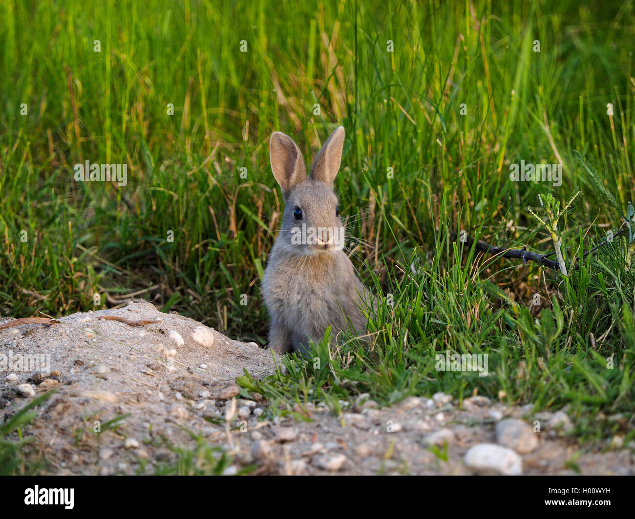 Fauna warren hi-res stock photography and images - Alamy