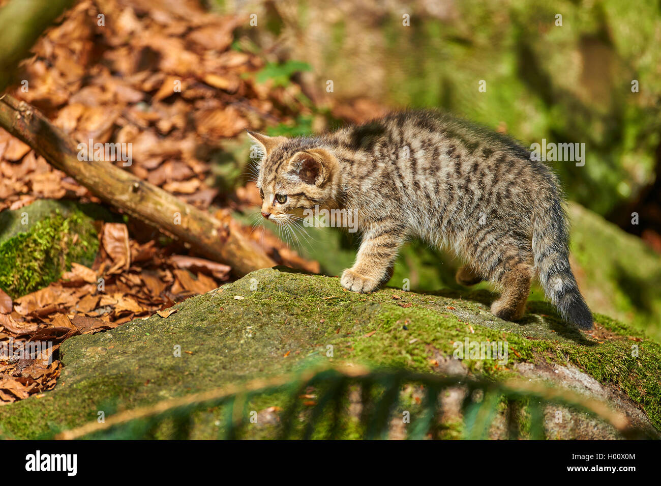 European wildcat, forest wildcat (Felis silvestris silvestris), kitten ...