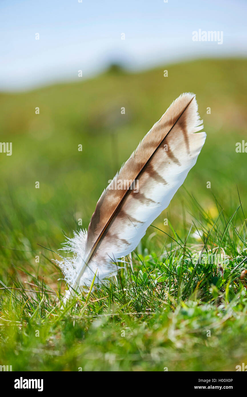 Buzzard feather hi-res stock photography and images - Alamy