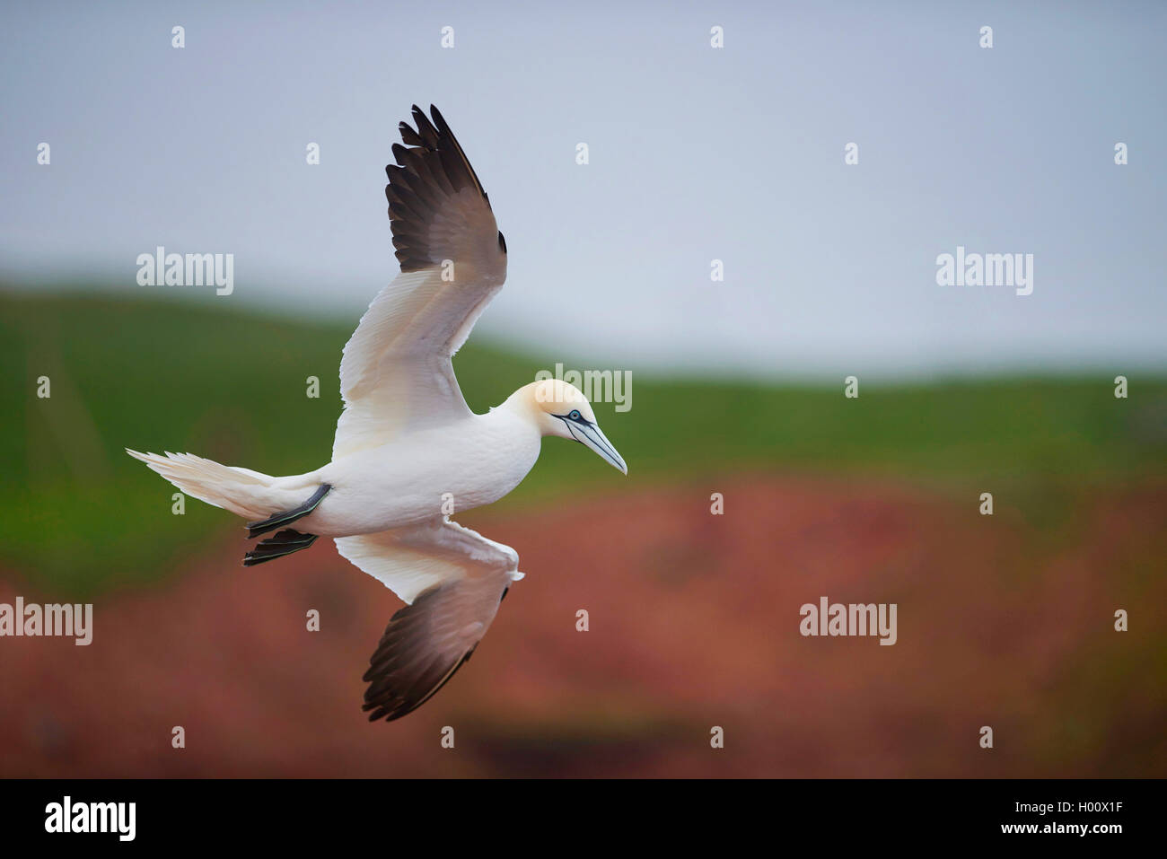 Totipalmate sea birds hi-res stock photography and images - Alamy