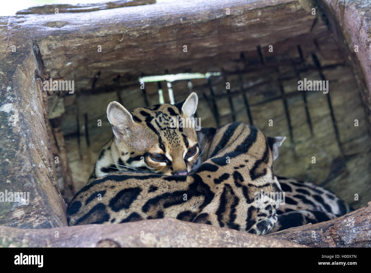 close up of an Ocelot in a wild life refuge in Costa Rica Stock Photo ...