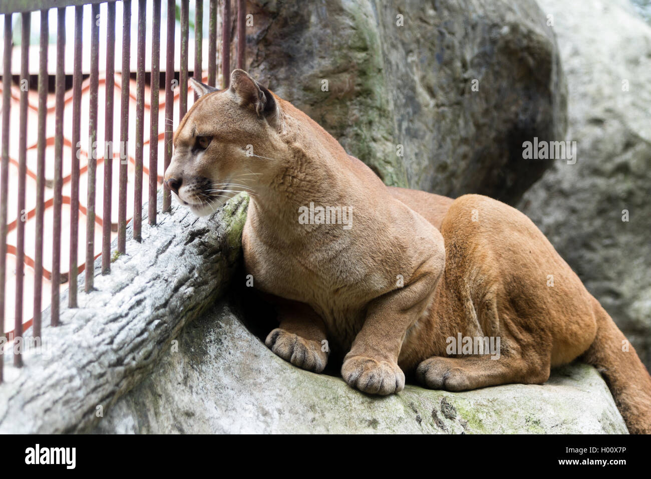 close up of a mountain lion in a wildlife refuge in Costa Rica Stock ...