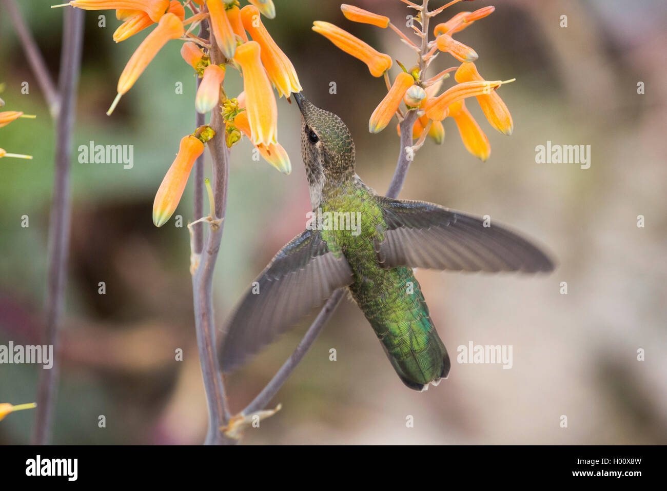 Kolibri auf blumen hi-res stock photography and images - Alamy