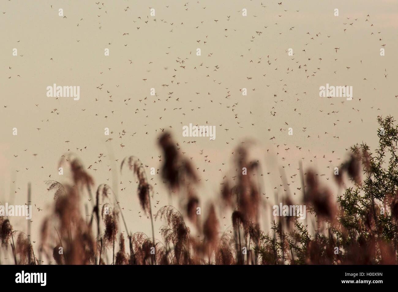 Mating swarms hi-res stock photography and images - Alamy