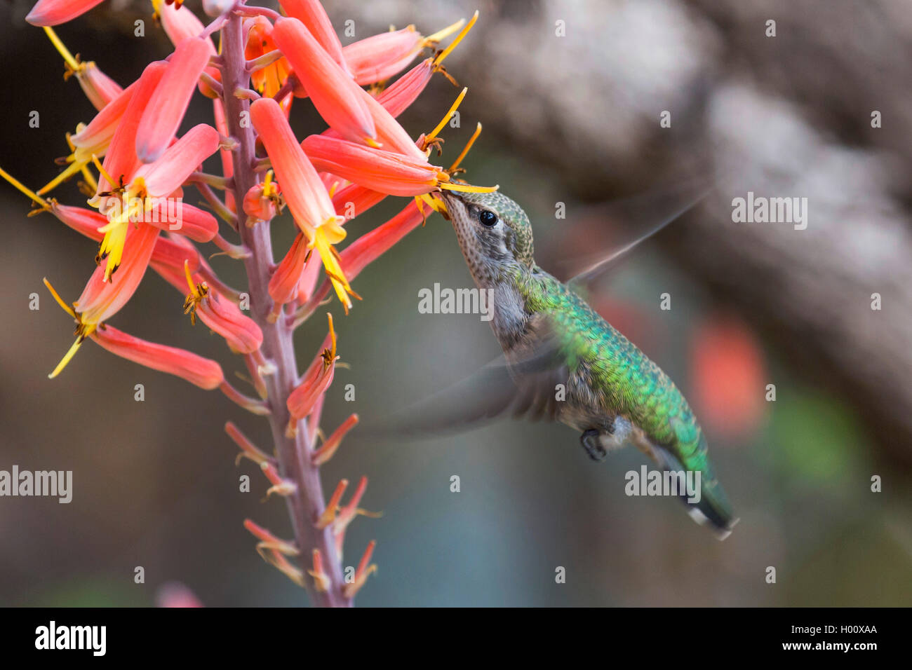 Anna kolibri hi-res stock photography and images - Alamy