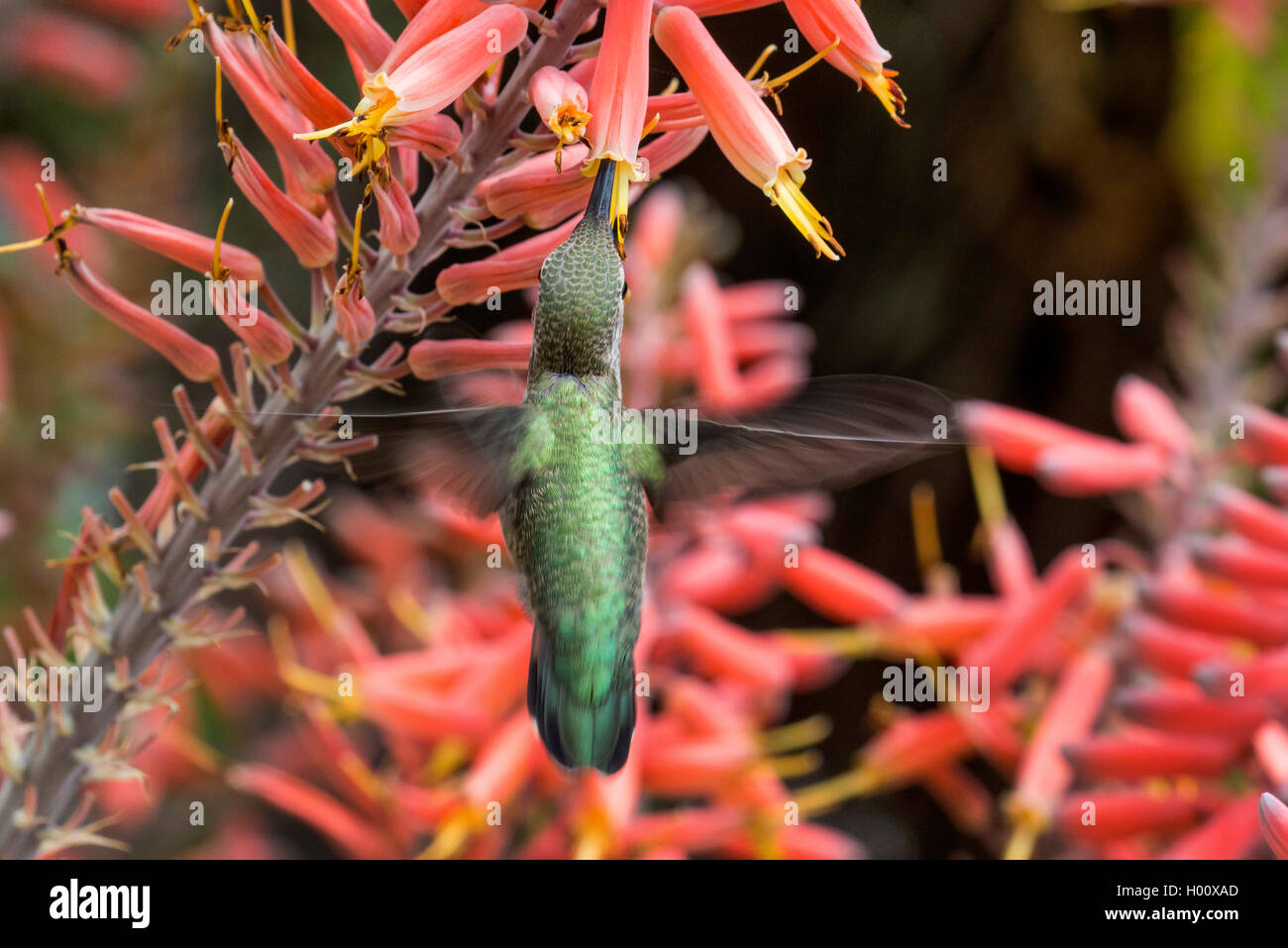 Kolibri, cf. Annakolibri (cf. Calypte anna), trinkt Nektar aus ...