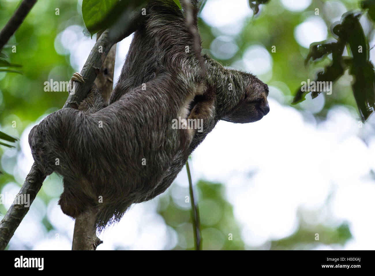 three toed sloth in the costa rican rainforest hanging from a tree ...