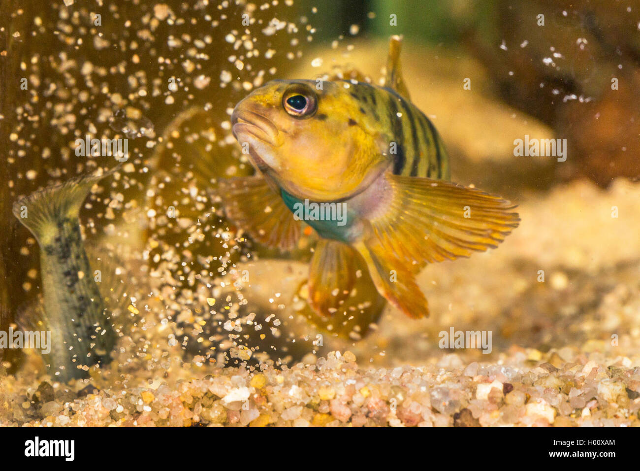 Fish spawning aquarium hi-res stock photography and images - Alamy