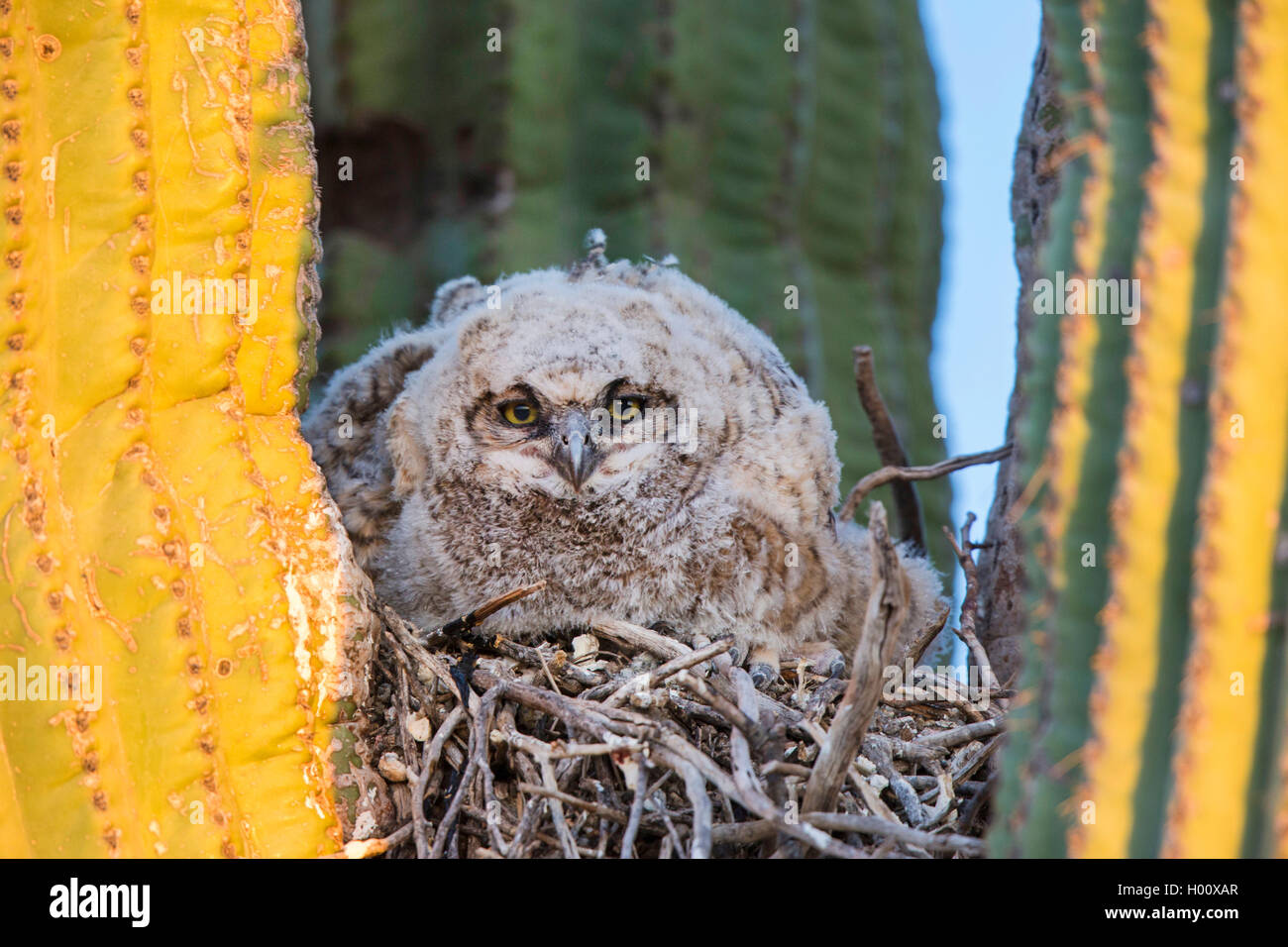 Virginiauhus hi-res stock photography and images - Alamy