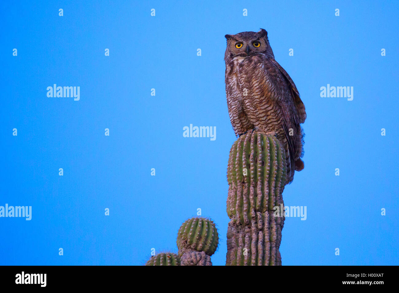 Virginiauhu, Virginia-Uhu, Amerikanischer Uhu (Bubo virginianus), sitzt ...