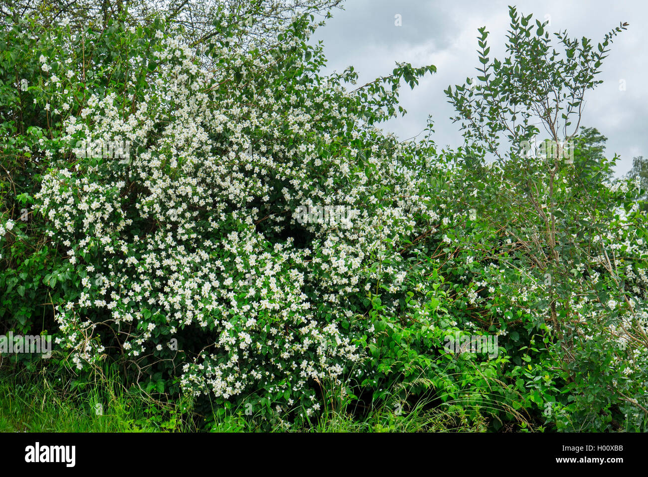syringa, sweet mock-orange (Philadelphus coronarius), blooming, Germany ...