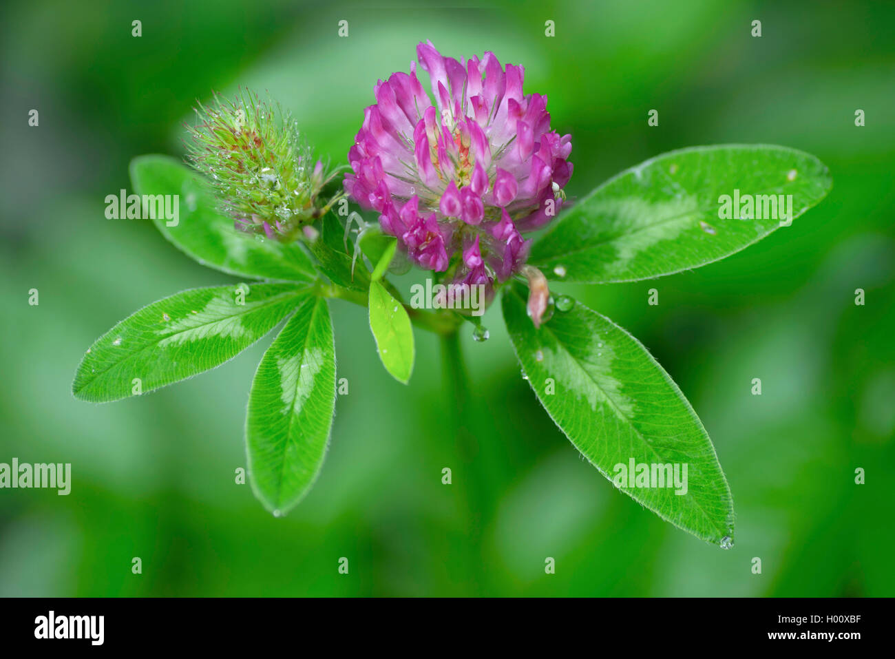Zigzag clover (Trifolium medium), blooming, Germany, Bavaria ...