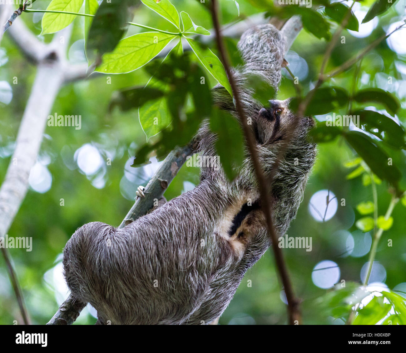 three toed sloth in the costa rican rainforest hanging from a tree ...