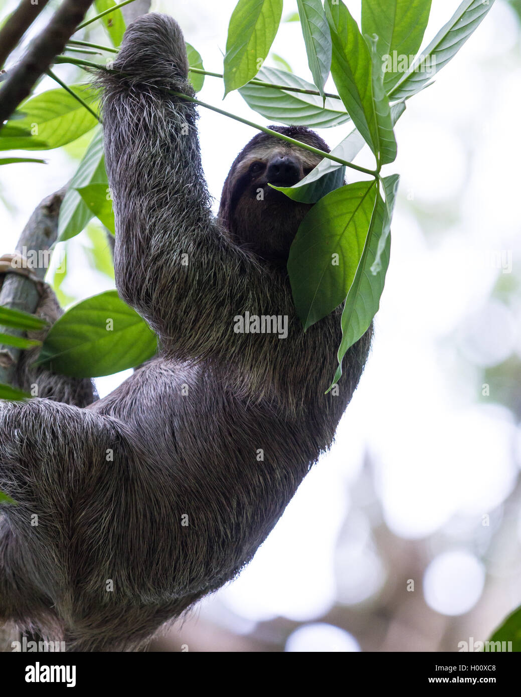 three toed sloth in the costa rican rainforest hanging from a tree ...