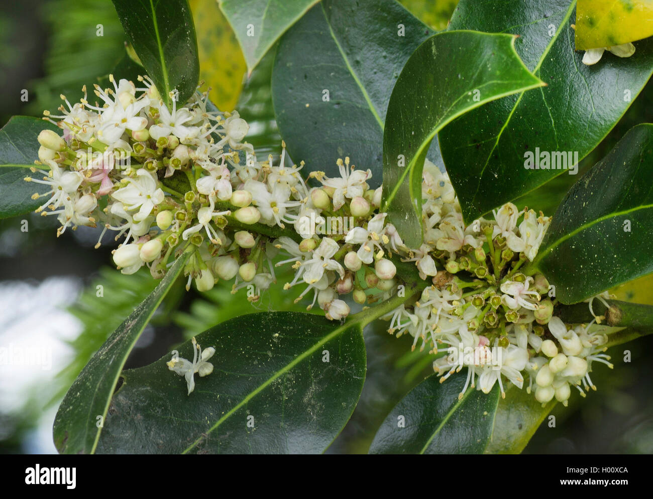 cherry-laurel (Prunus laurocerasus), blooming branch, Germany, Bavaria ...
