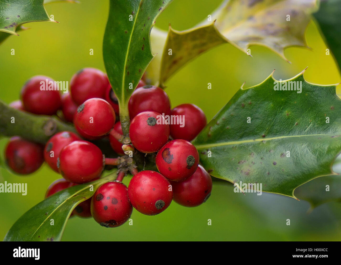 common holly, English holly (Ilex aquifolium), fruiting branch, Germany ...
