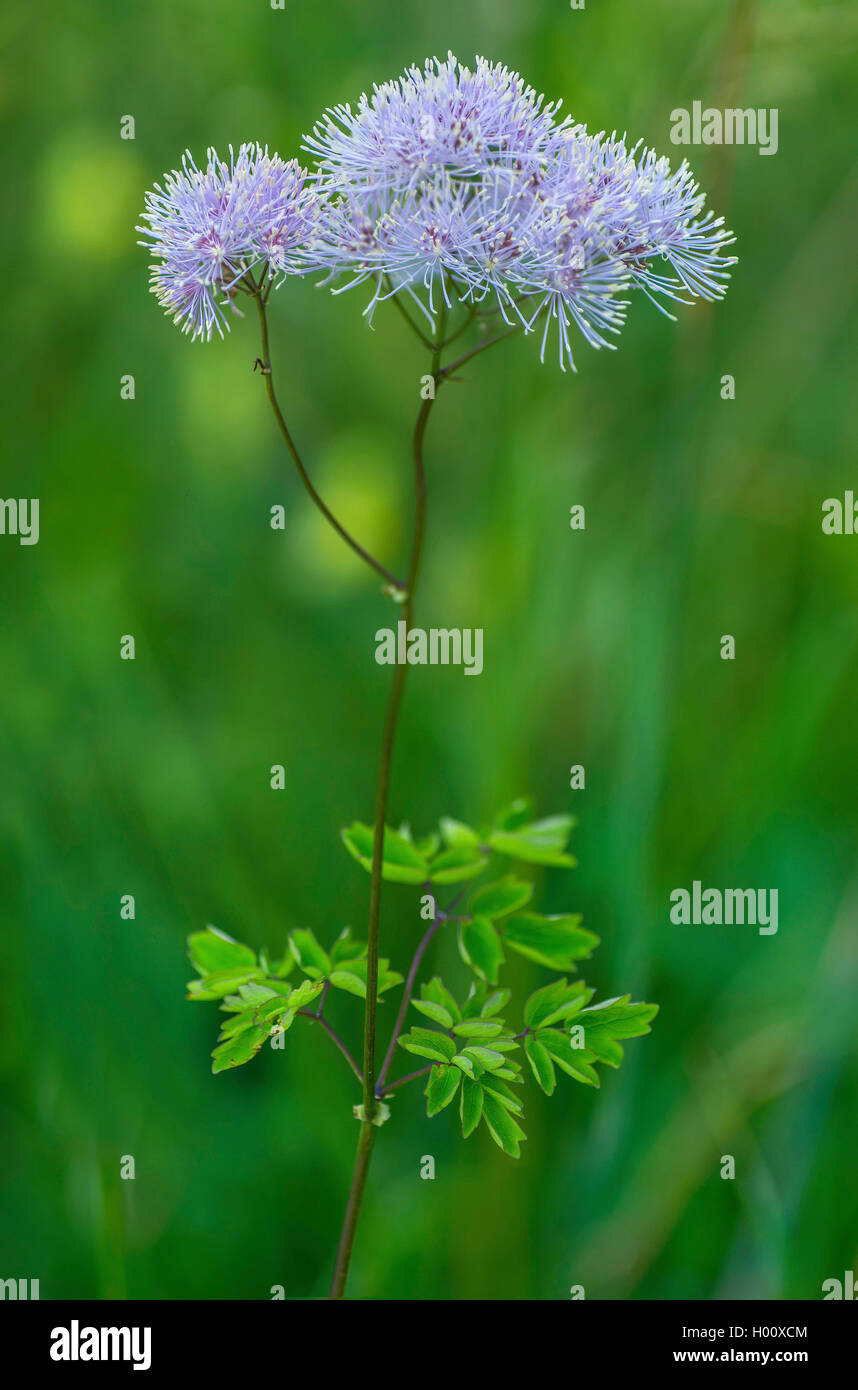 Greater meadow-rue, Columbine meadow-rue, French meadow-rue (Thalictrum ...