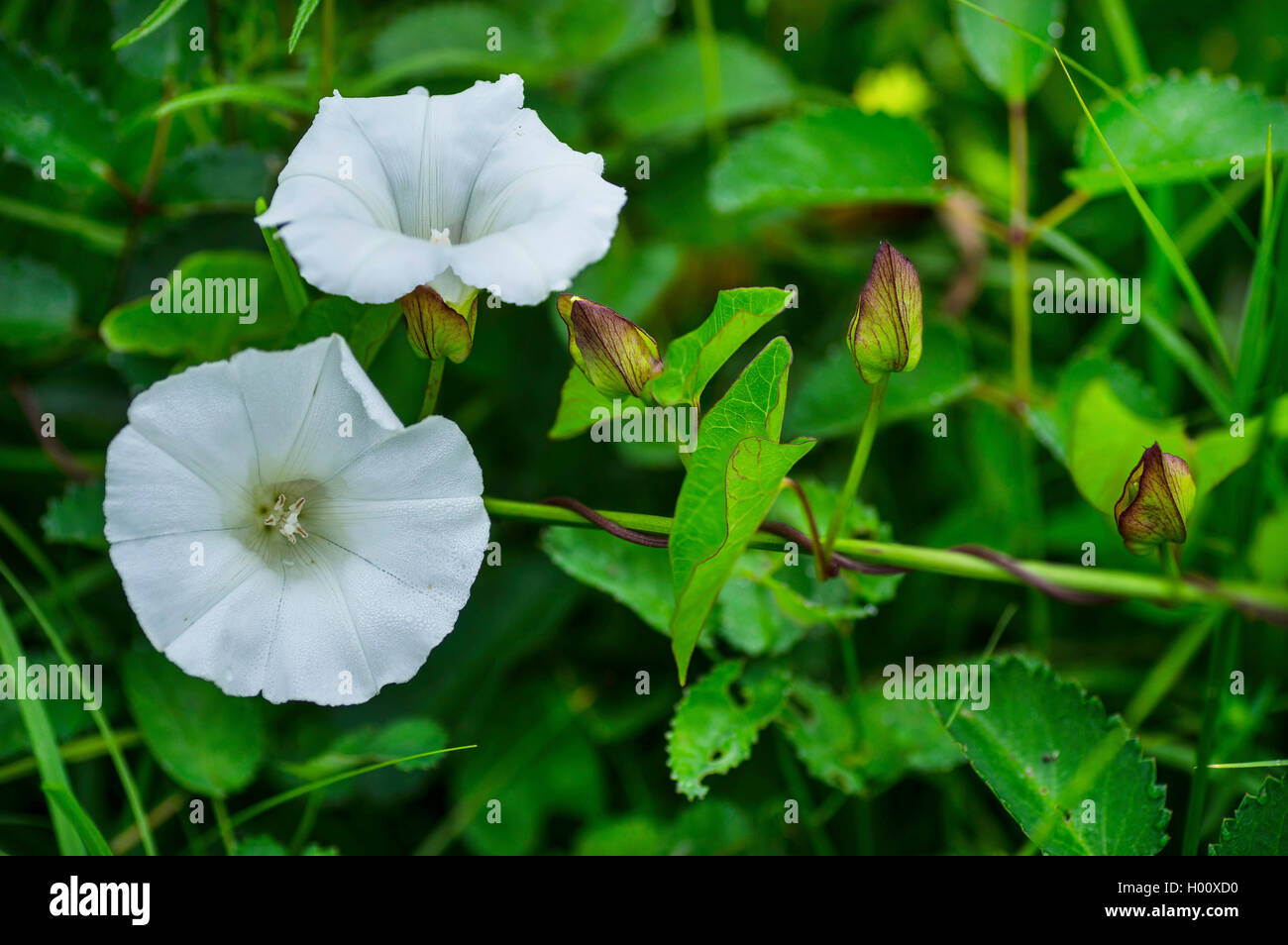 Bellbine, Hedge bindweed, Hedge false bindweed, Lady's-nightcap ...