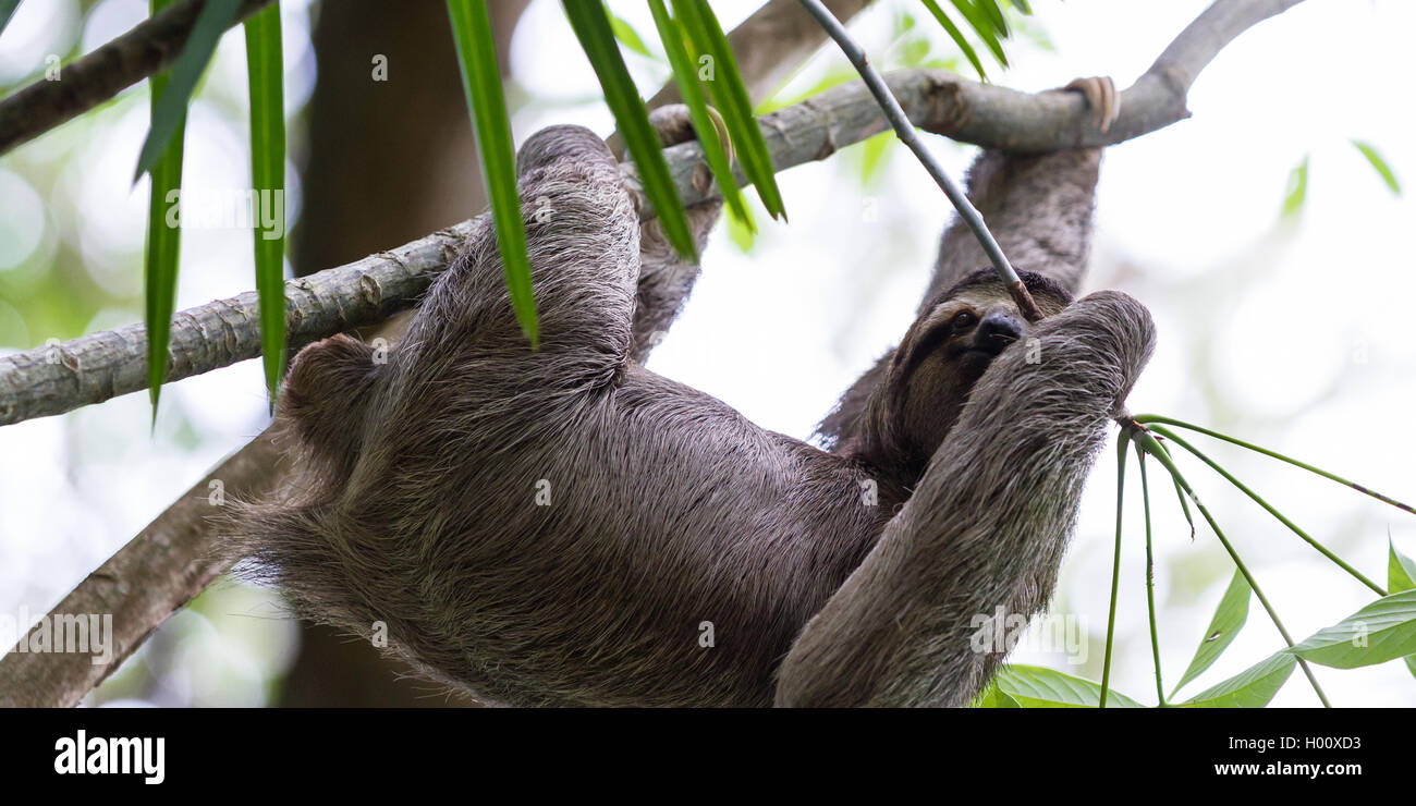 three toed sloth in the costa rican rainforest hanging from a tree ...