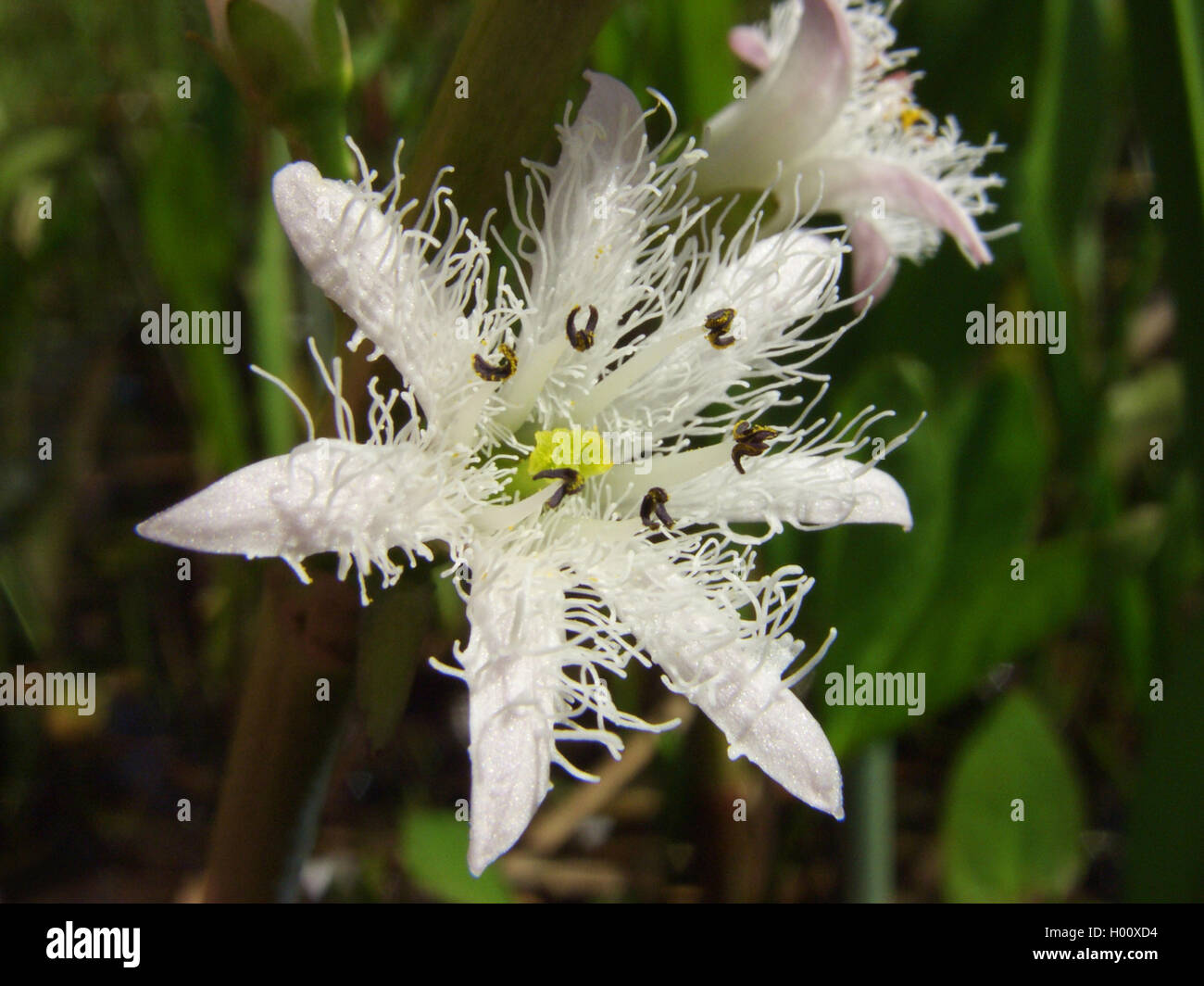 bogbean, buckbean (Menyanthes trifoliata), flower, Germany Stock Photo ...