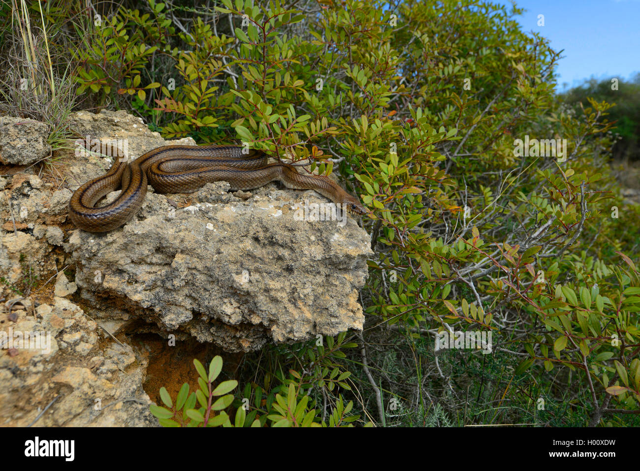 ladder snake (Elaphe scalaris, Rhinechis scalaris), sunbaths on a rock ...