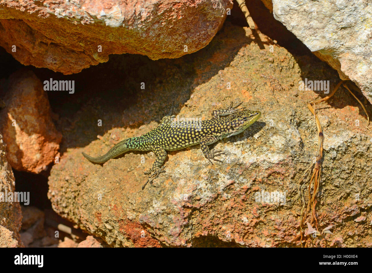 Moroccan rock lizard, Menorca wall lizard (Podarcis perspicillata ...