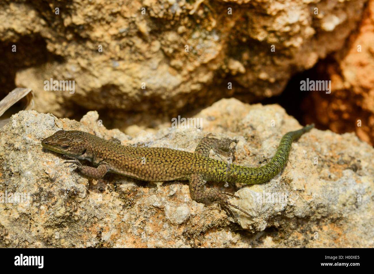 Moroccan rock lizard hi-res stock photography and images - Alamy