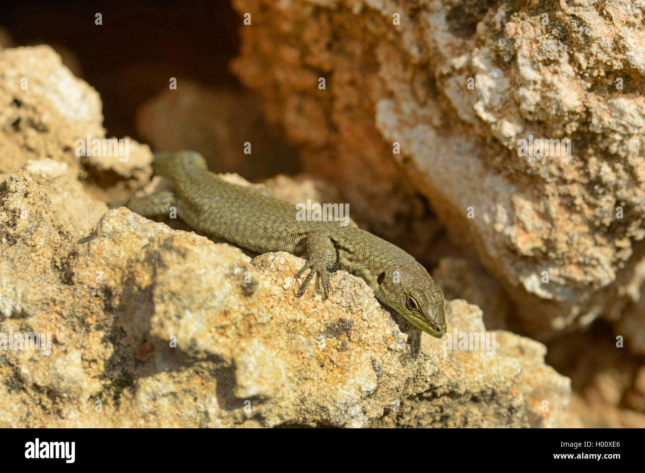 Moroccan Lizards High Resolution Stock Photography and Images - Alamy