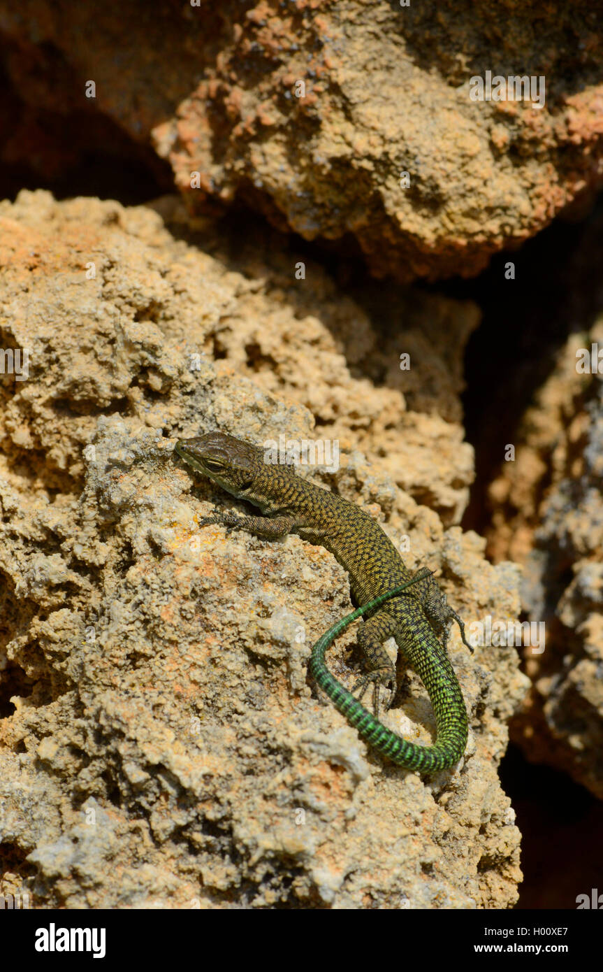 Lizard island menorca hi-res stock photography and images - Alamy