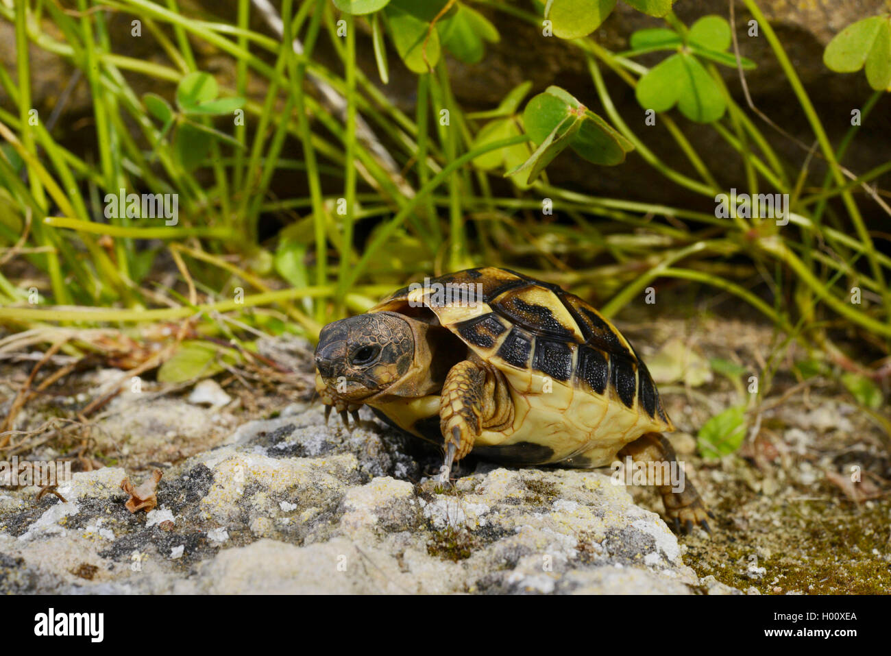 Wild testudo habitat hi-res stock photography and images - Alamy