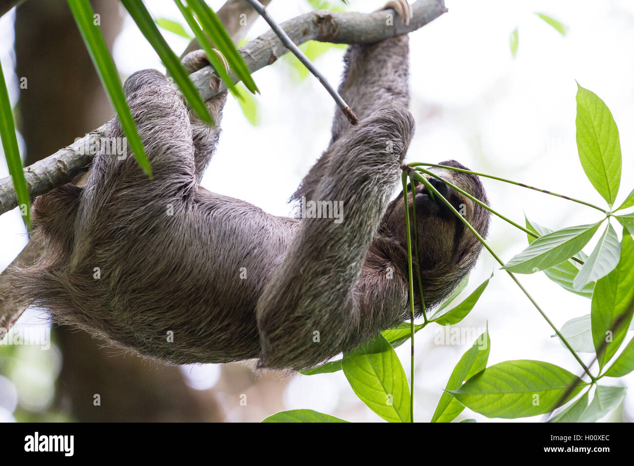 Costa Rican Rainforest Sloth