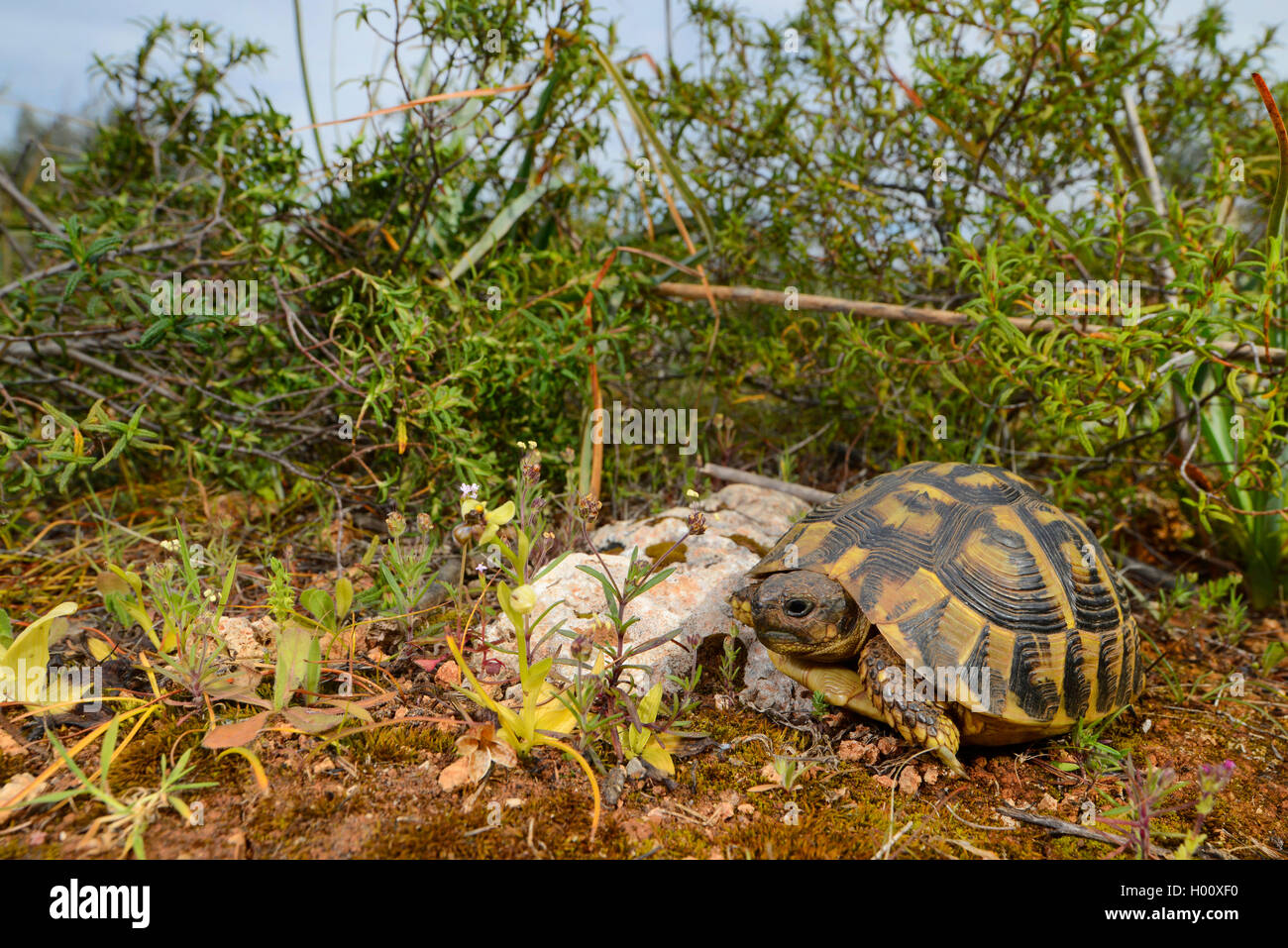 Hermann's tortoise, Greek tortoise (Testudo hermanni), juvenile in its ...
