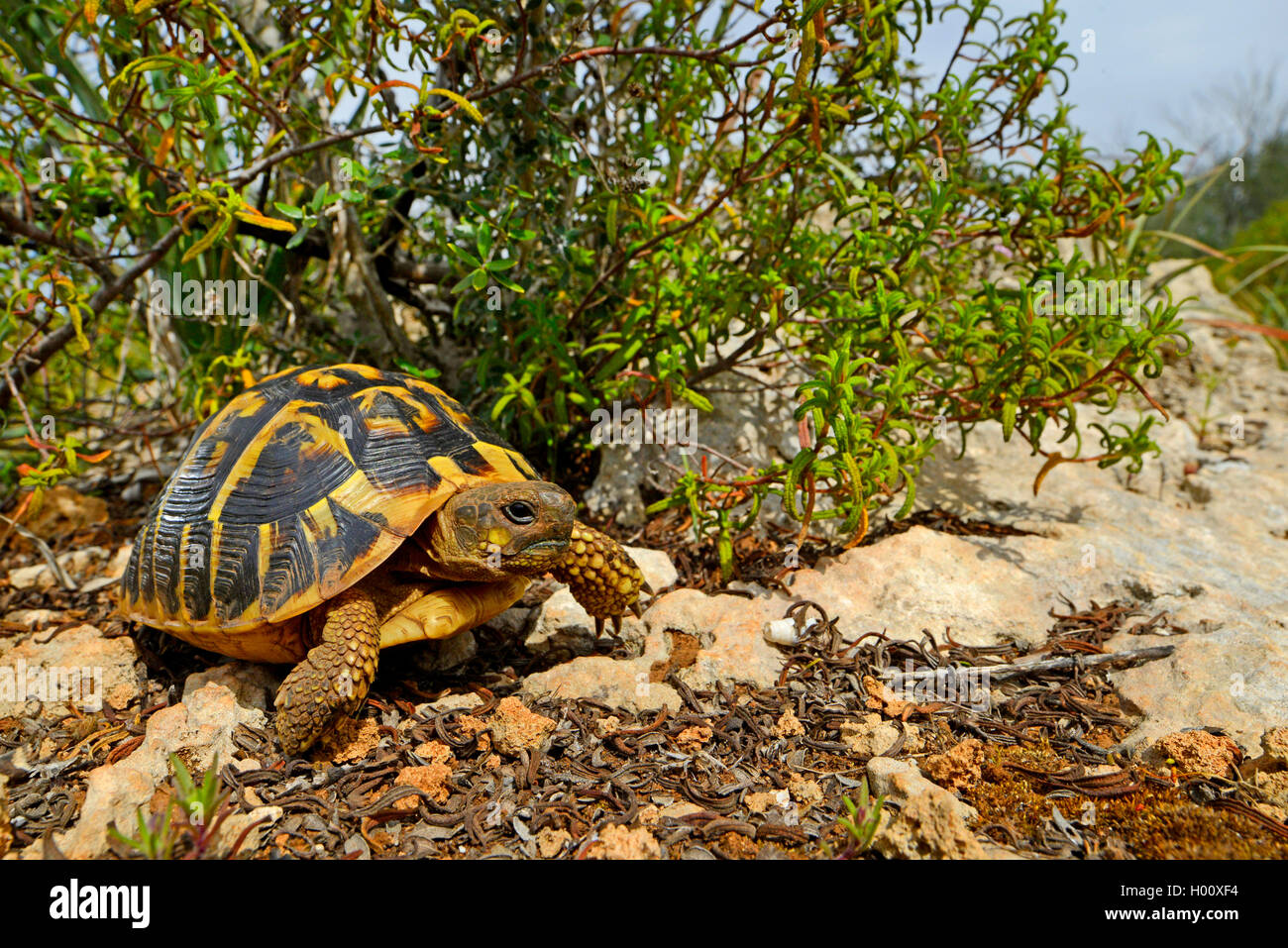 Hermann's tortoise, Greek tortoise (Testudo hermanni), juvenile in its ...