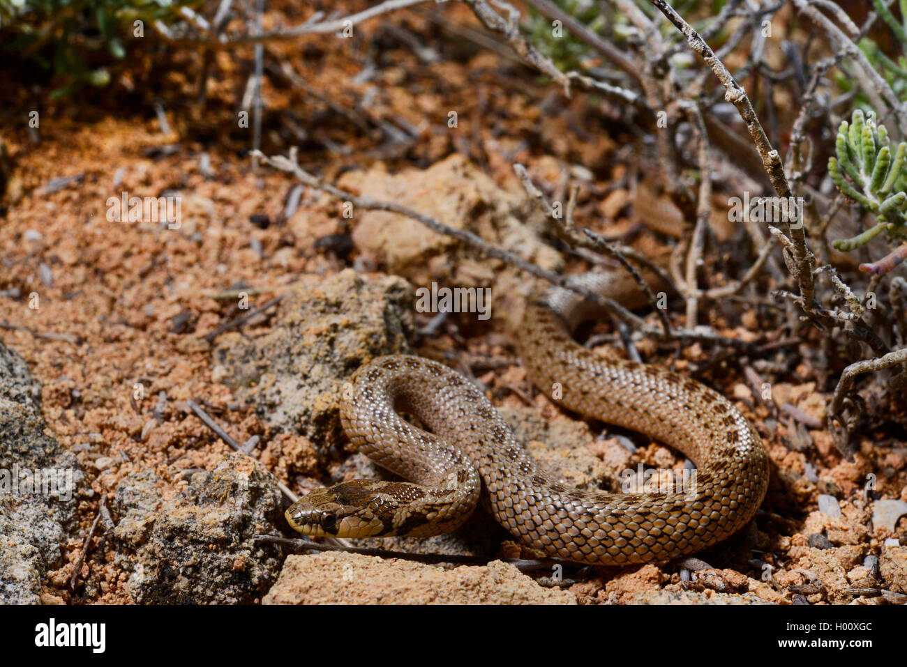 Marrocan hooded snake, Marrocan false smooth snake (Macroprotodon ...