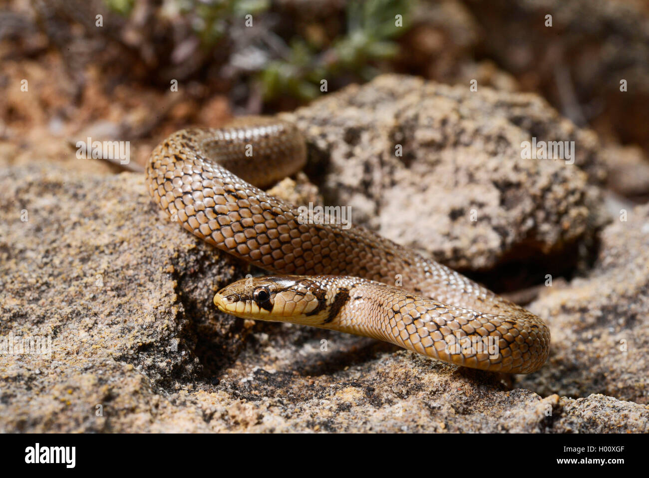 Marrocan hooded snake, Marrocan false smooth snake (Macroprotodon ...
