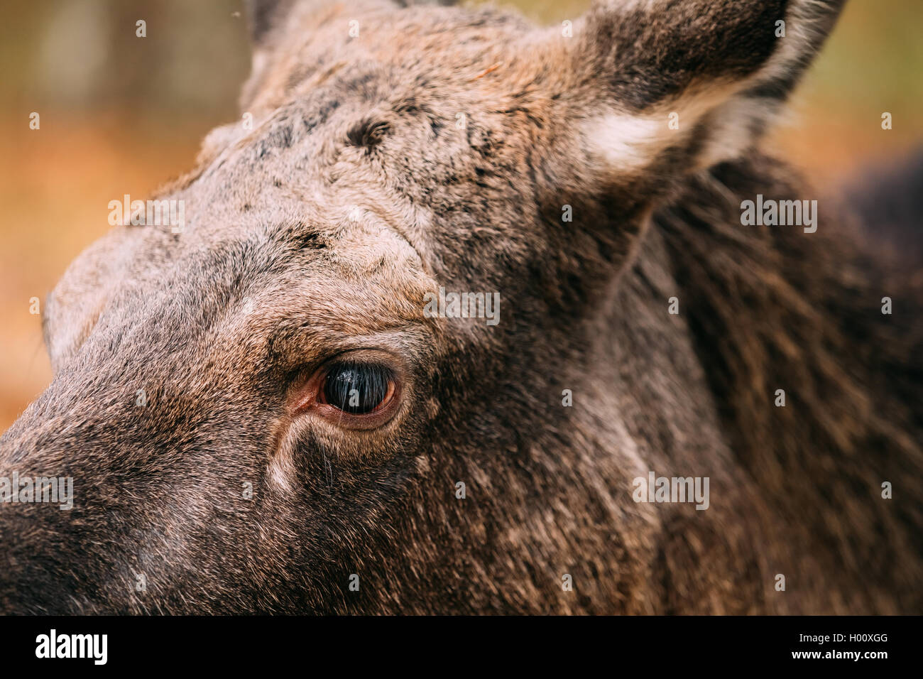 Moose face up close hi-res stock photography and images - Alamy