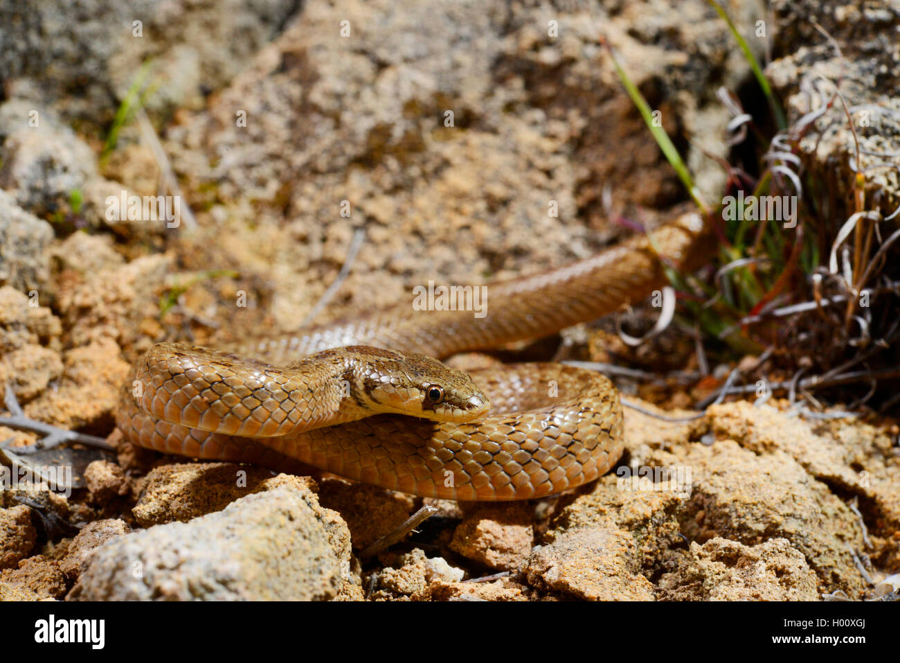 Marrocan hooded snake, Marrocan false smooth snake (Macroprotodon ...