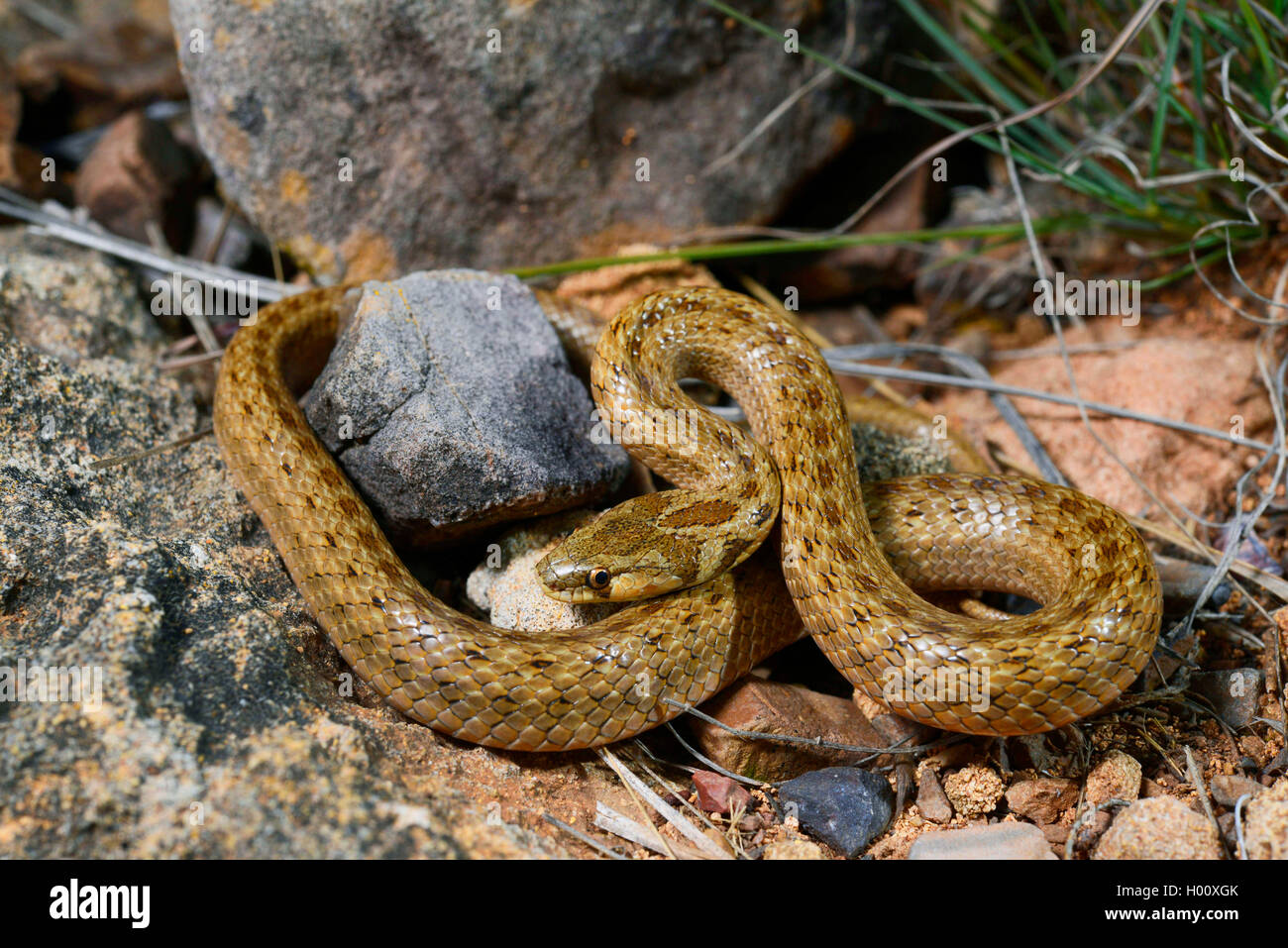 Marrocan hooded snake, Marrocan false smooth snake (Macroprotodon ...