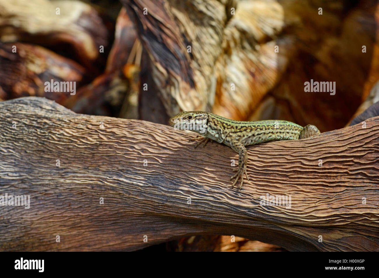 Ibiza wall lizard hi-res stock photography and images - Alamy
