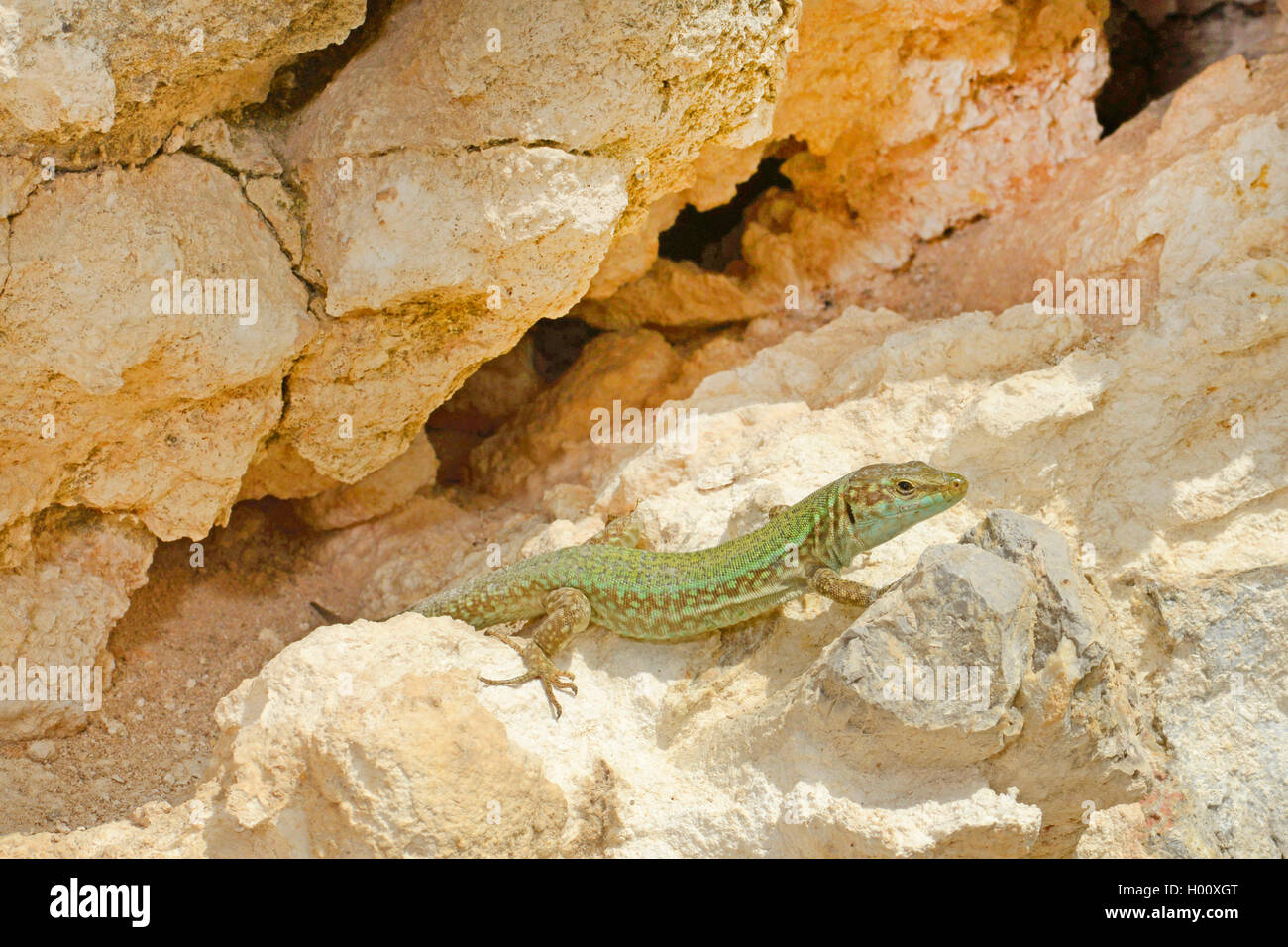 Ibiza wall lizard (Podarcis pityusensis, Lacerta pityusensis, Podarcis ...