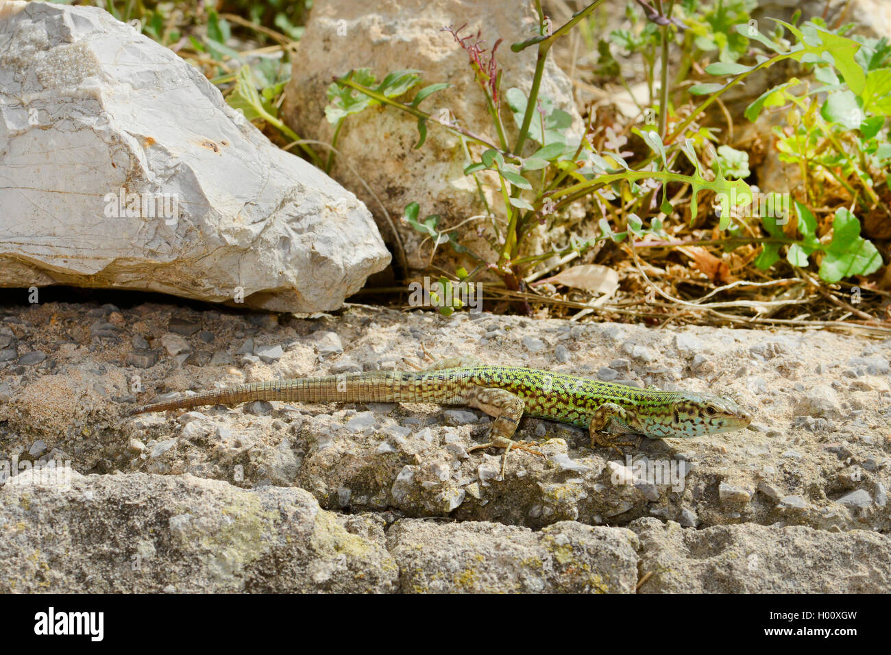 Ibiza wall lizard podarcis pityusensis hi-res stock photography and ...