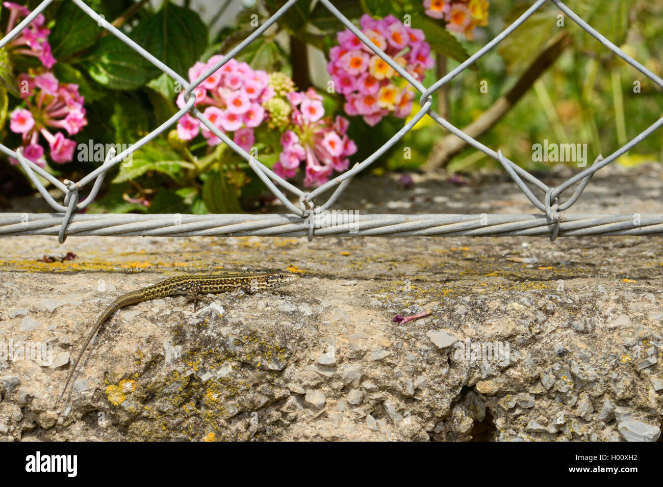 Female fence lizards hi-res stock photography and images - Alamy